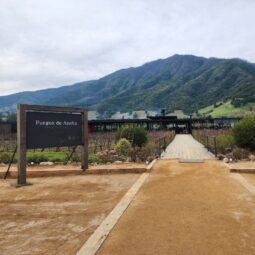 Montes Winery | Iconic Wine Tastings In Apalta Chile
